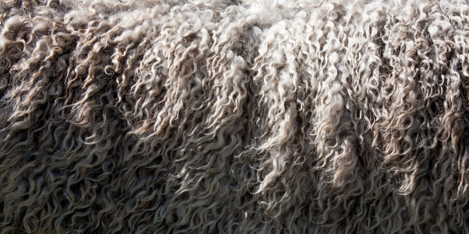 Las ovejas se visten con merino. | 4camping.es